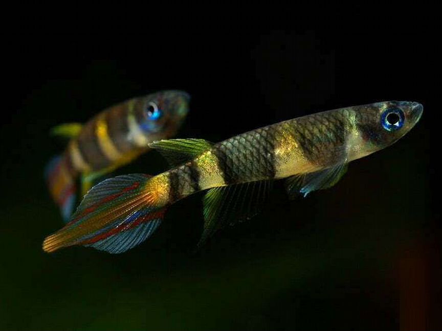 Факельный эпипплатис