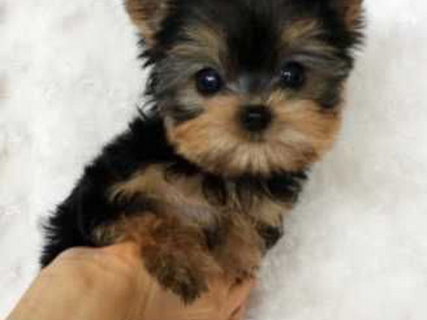 Йоркширский терьер мини