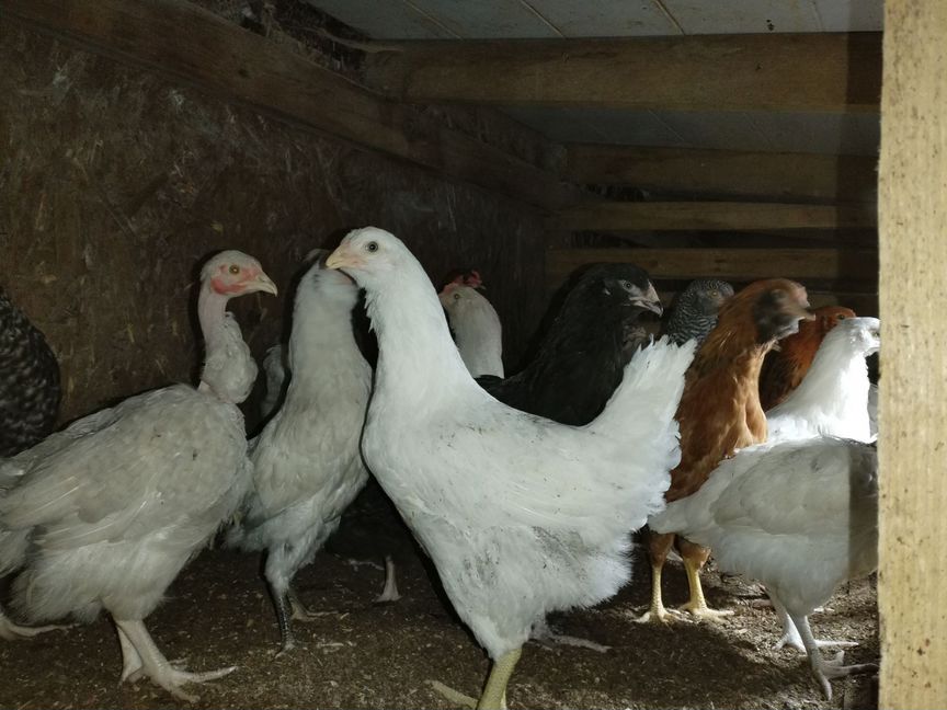 Куры молодки несушки