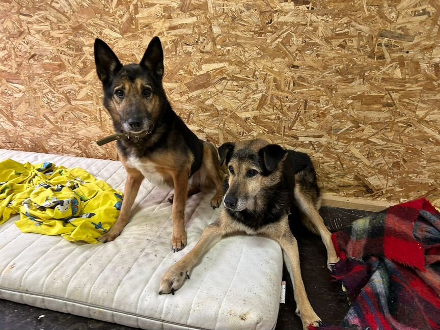 Собака из приюта. Старость в приюте