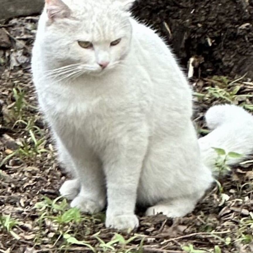 Кошки в добрые руки
