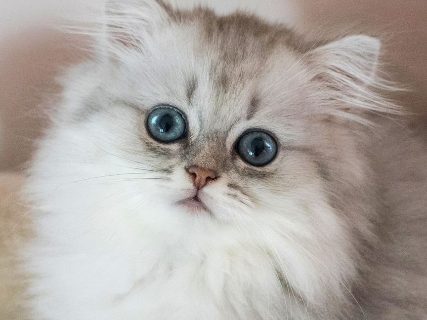 Британский длинношёрстный котенок