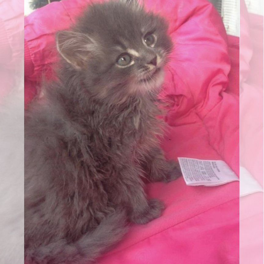 Сибирский котёнок