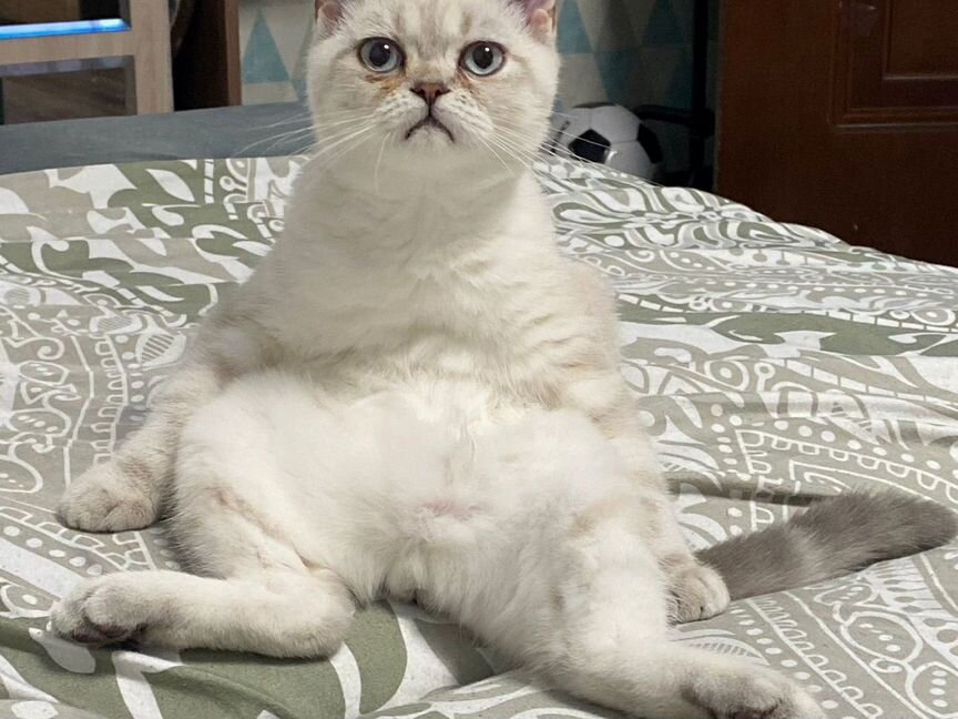 Кот на вязку