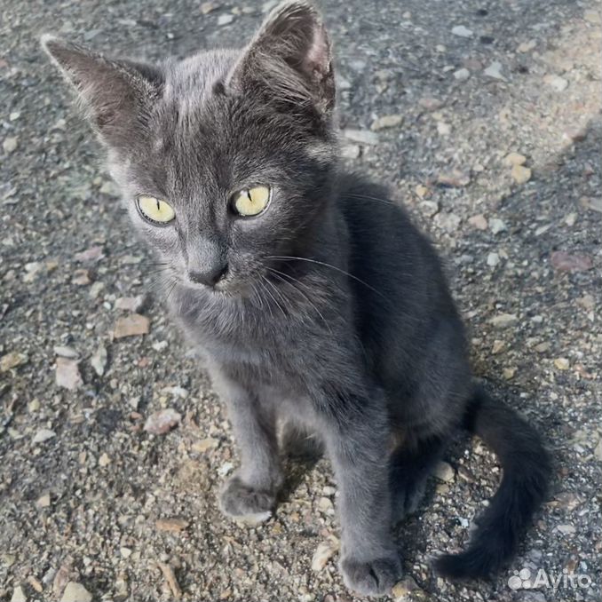 Выброшенный котенок мальчик ищет дом
