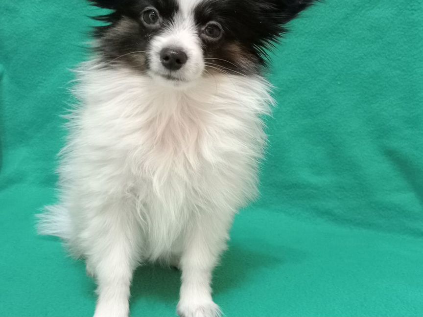 Чудесный мальчик папийон