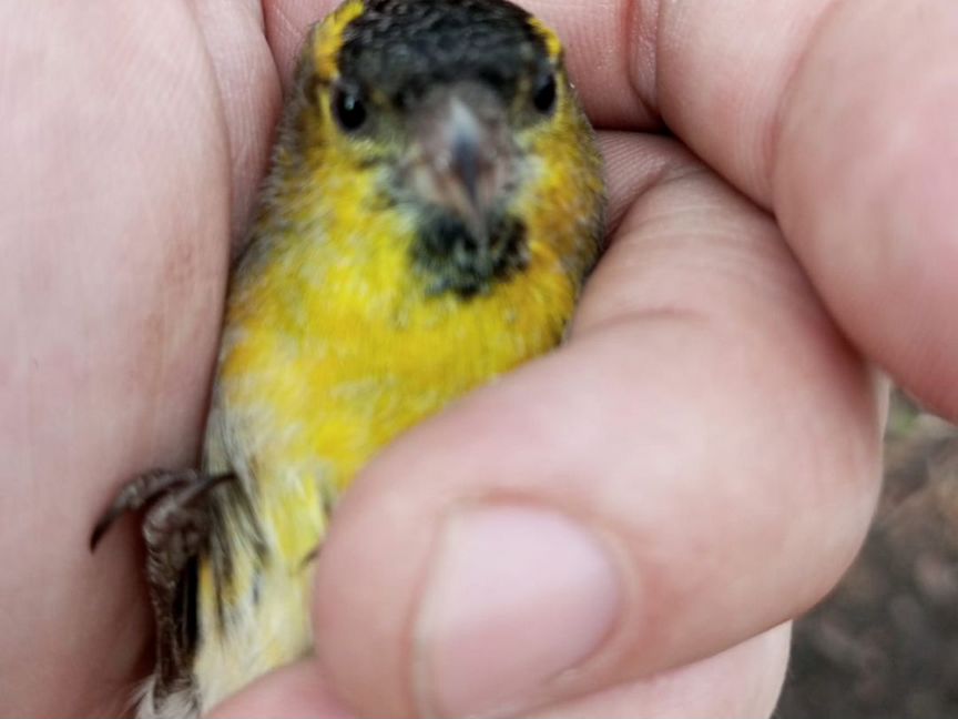 Лесные птицы