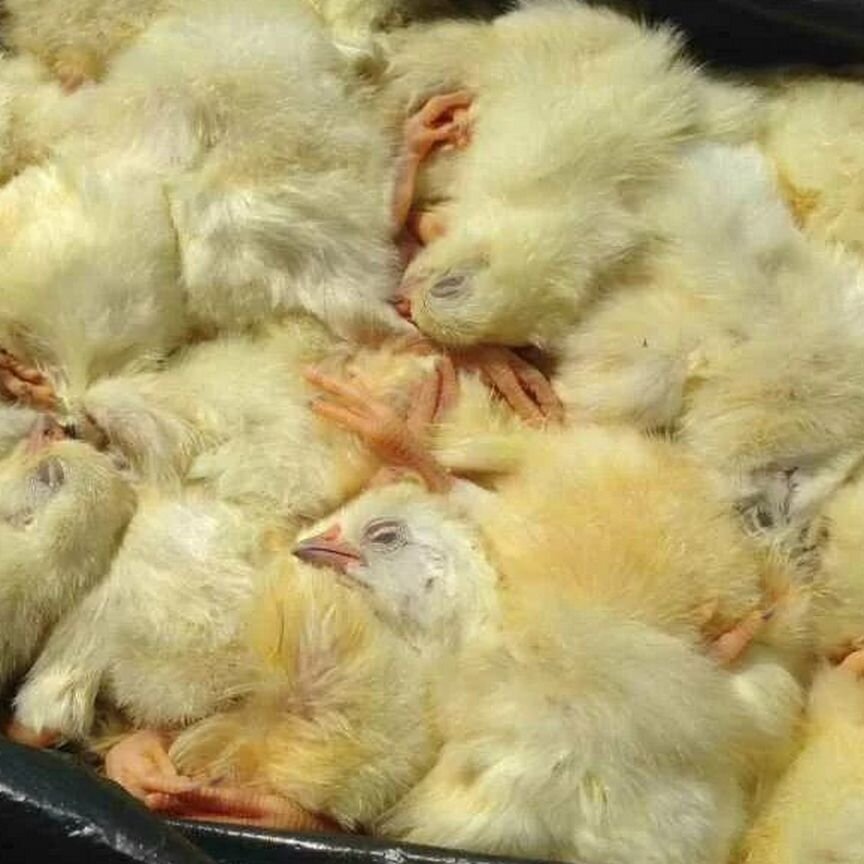 Цыпленок суточный замороженный