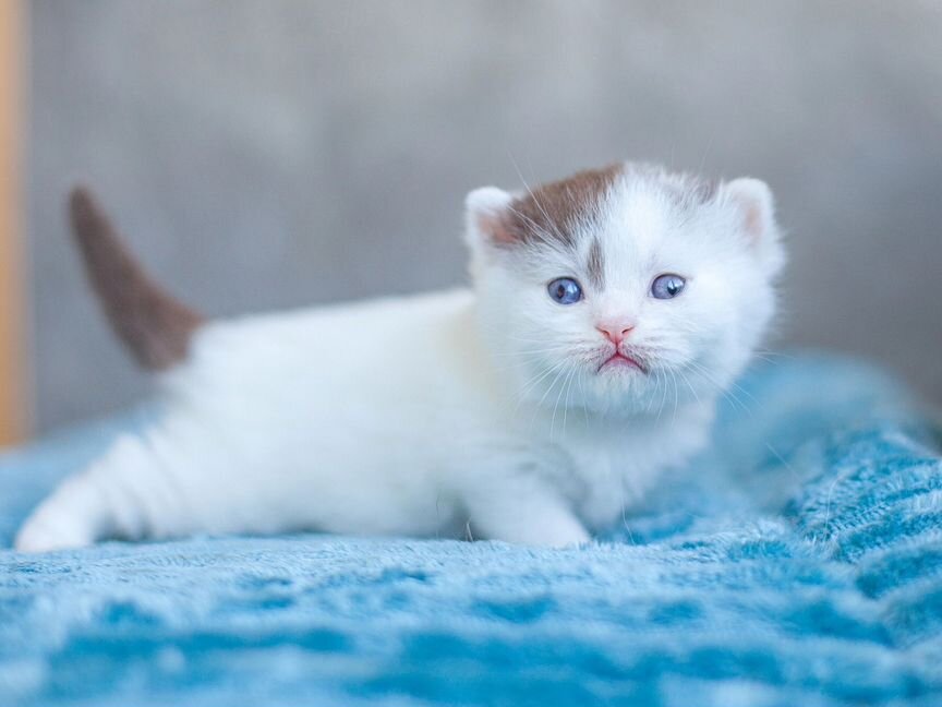 Девочка с разноокрашенными глазами