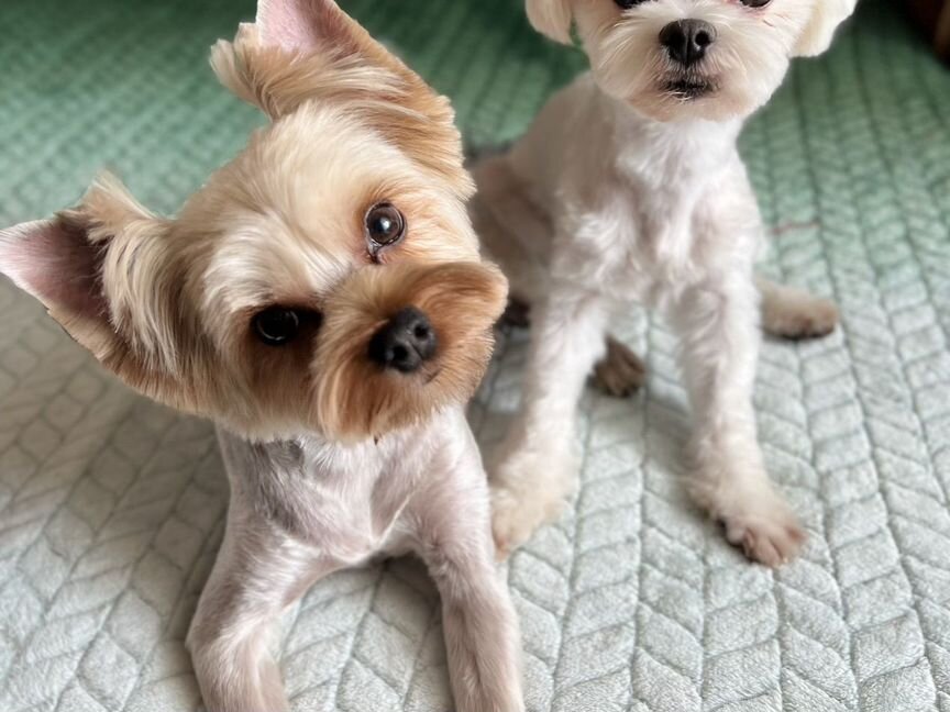 Йоркширский терьер