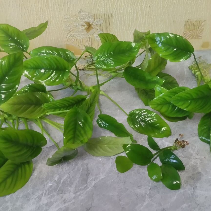 Растения для аквариума бесплатно