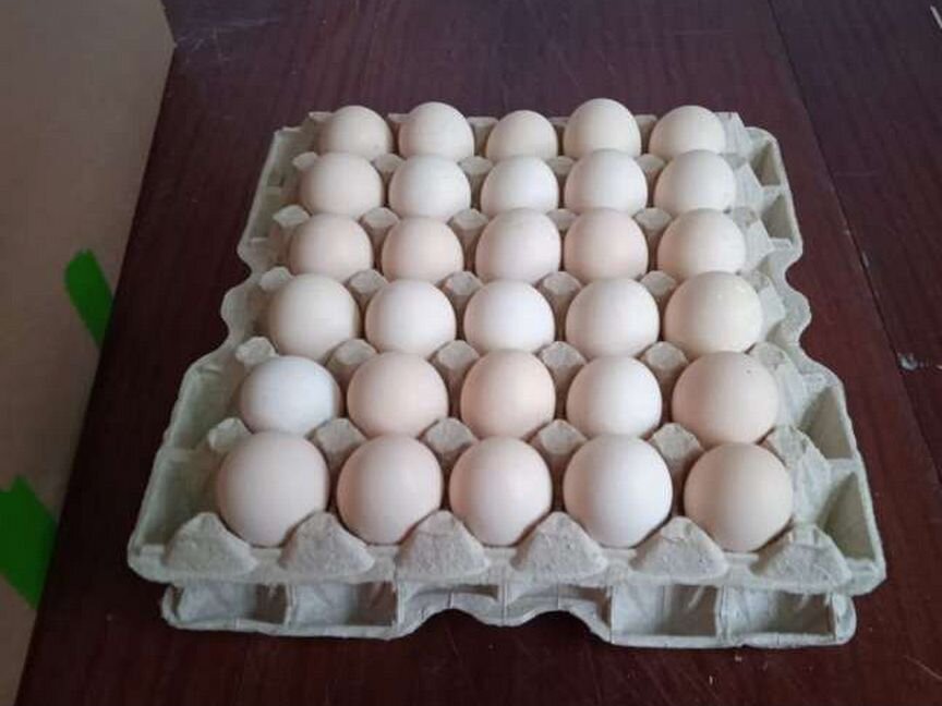 Инкубационное яйцо кур породы Борковская Борвистая