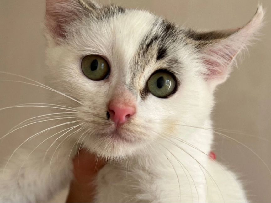 Котенок девочка красавица