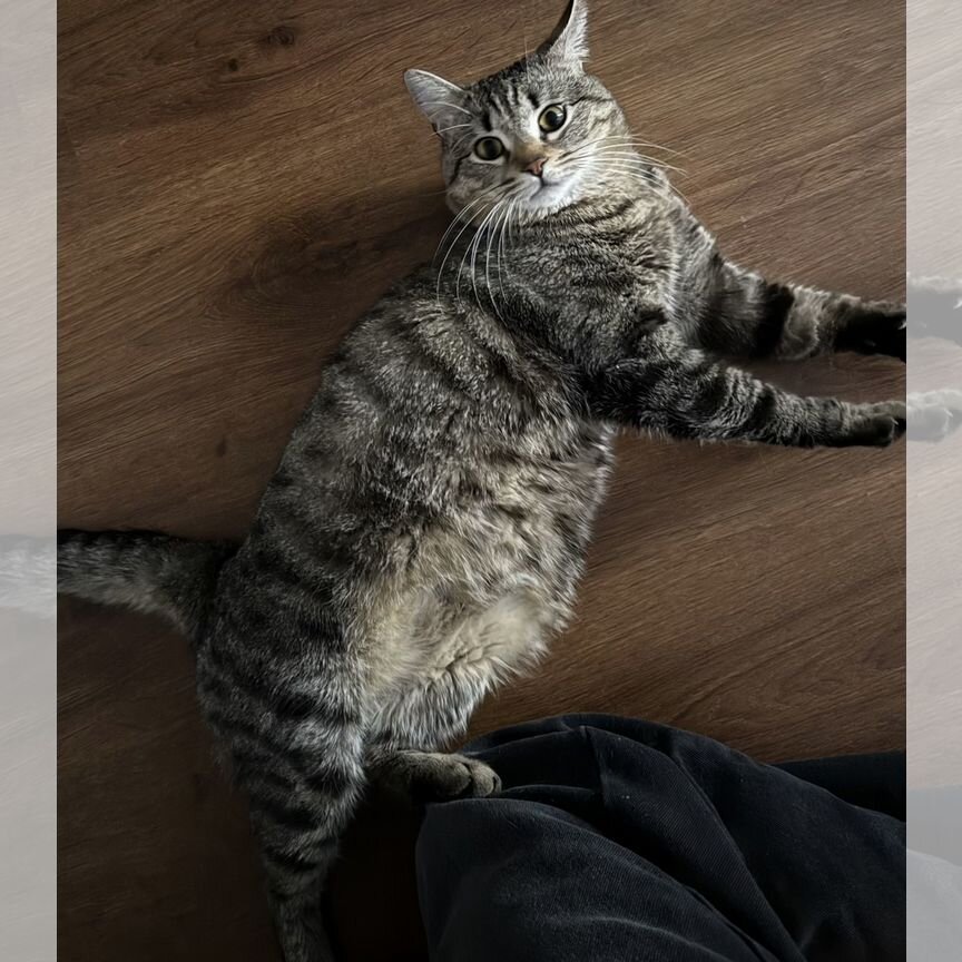 Взрослый кот в добрые руки