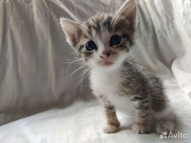 Лопоухий котёнок Матроскин ищет хозяина
