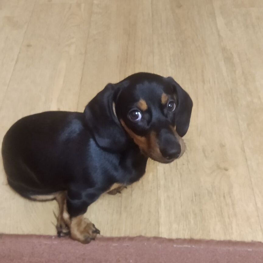 Щенок таксы