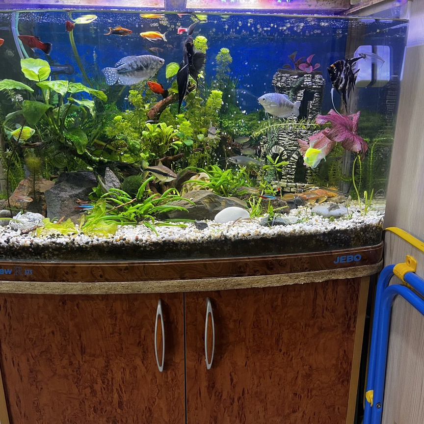 Готовый аквариум