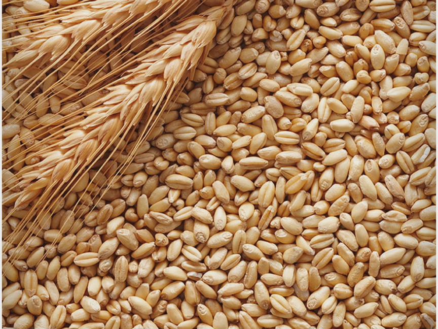 Продам озимую пшеницу