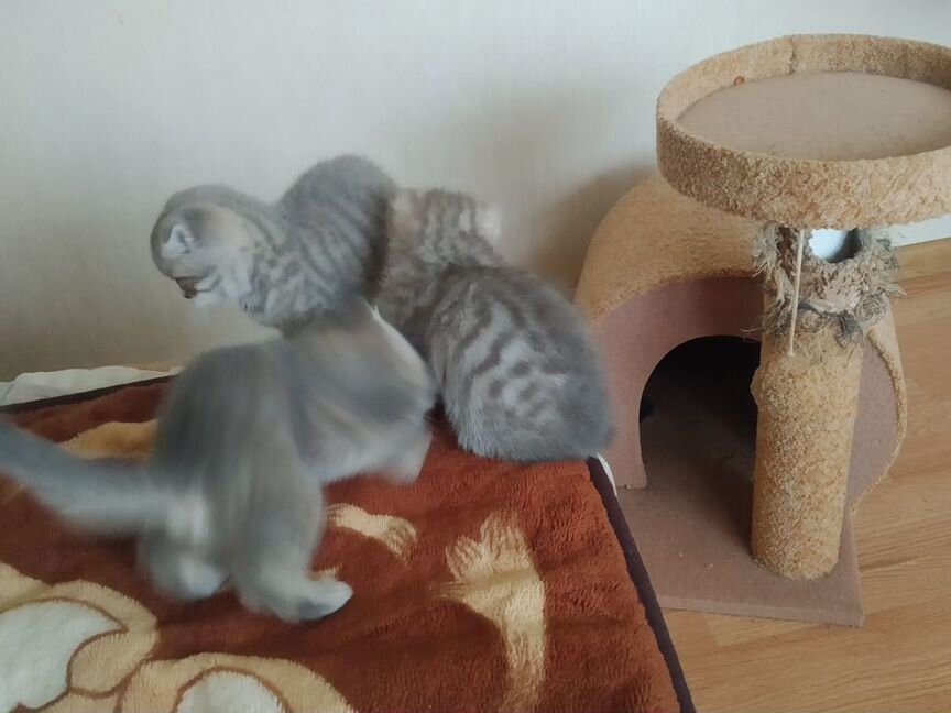 Шотландские котята