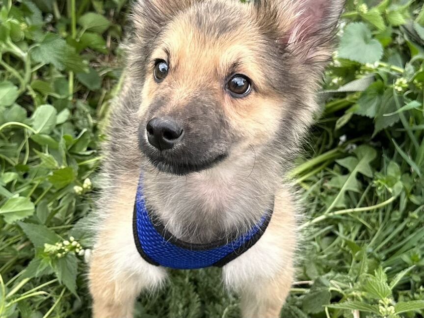 Щенок в добрые руки