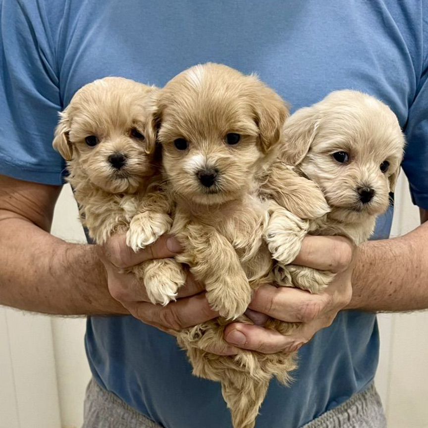 Мальтипу, щенок