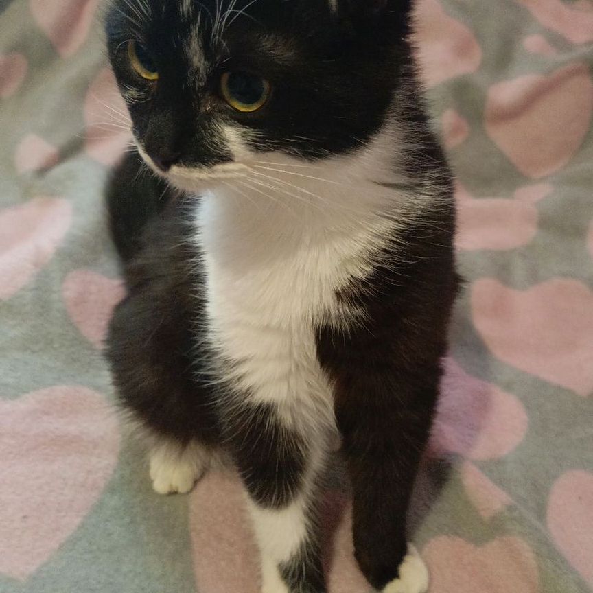 Отдадим кота в добрые руки