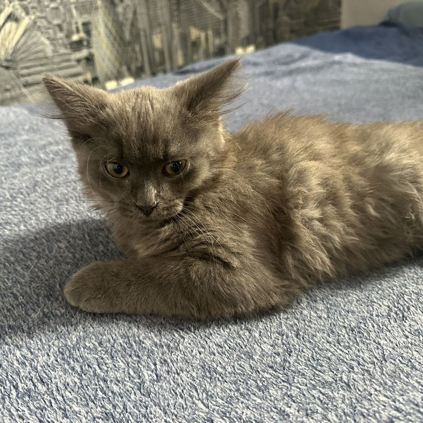 Ориентальный котёнок