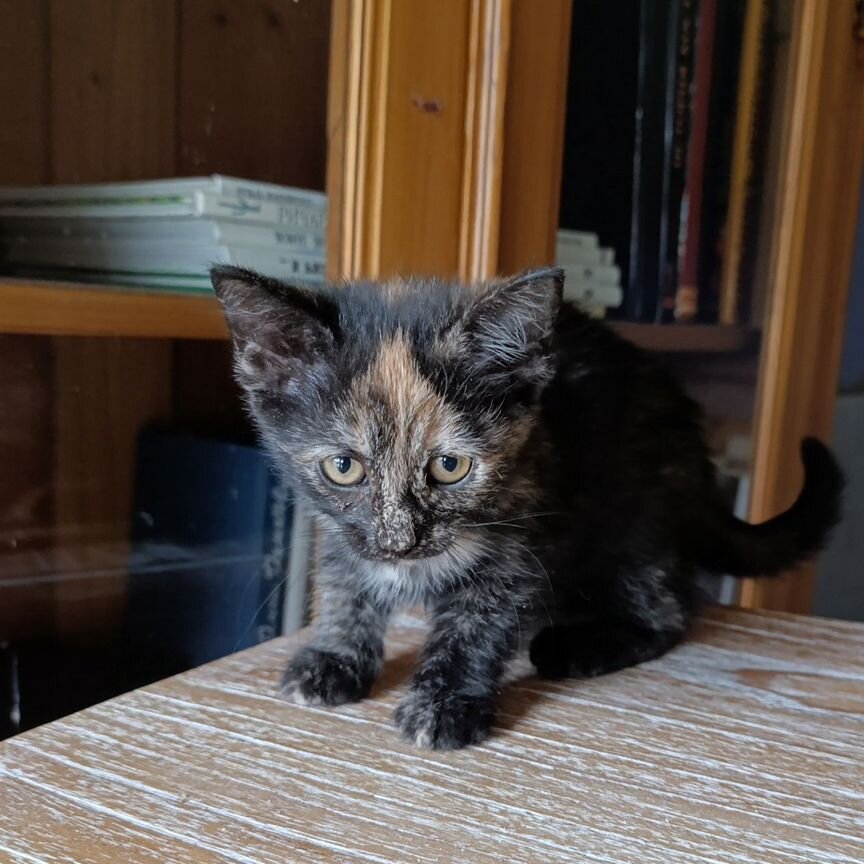 Кошка трехцветная