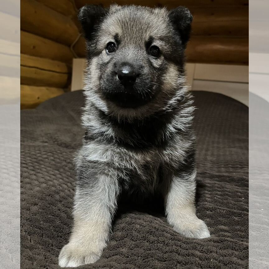 Немецкая овчарка, щенок