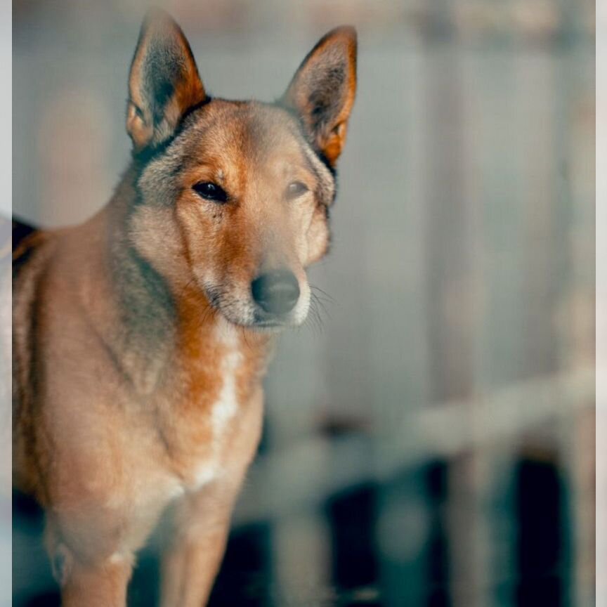 Взрослая собака в добрые руки