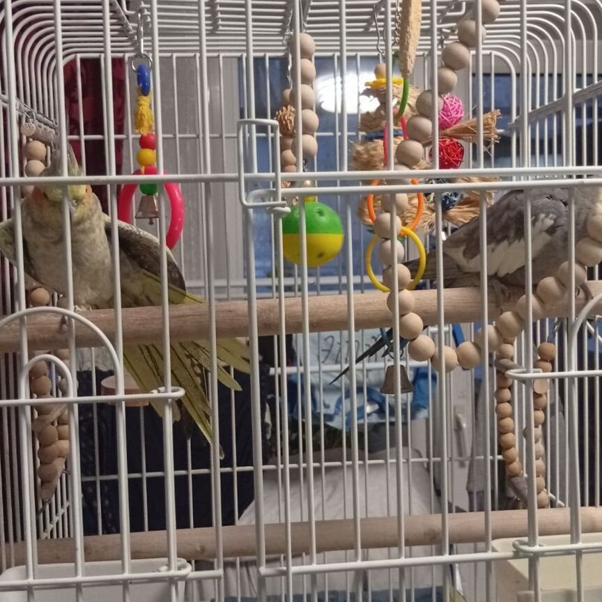 Попугай корелла с клеткой