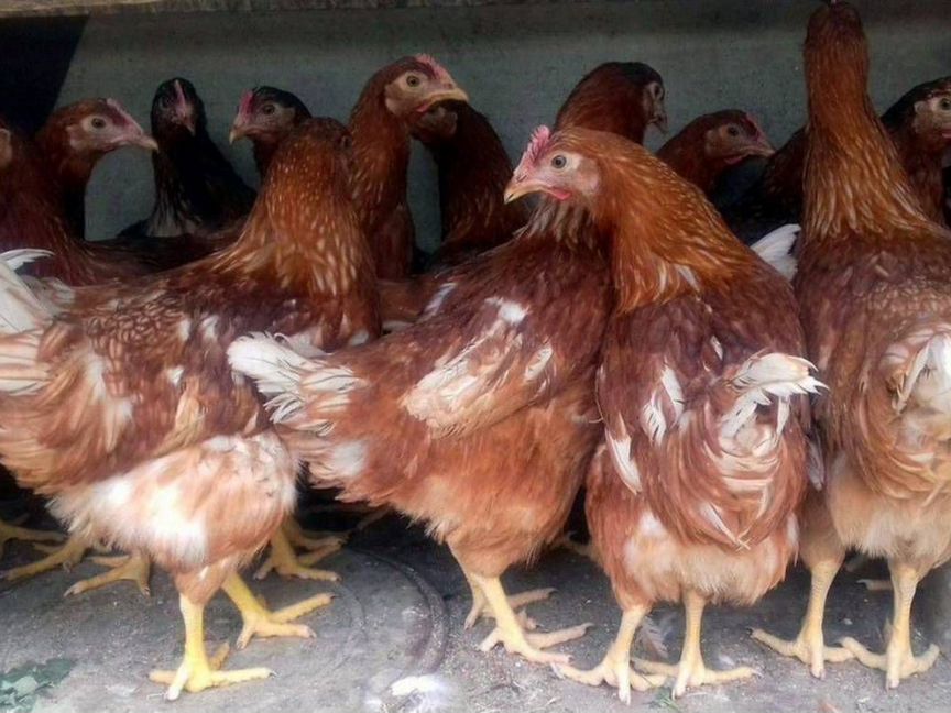 Куры молодки