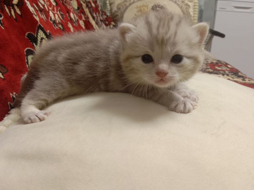 Котята британской породы