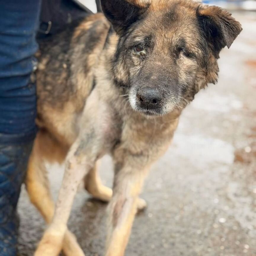 Джорджи в приюте