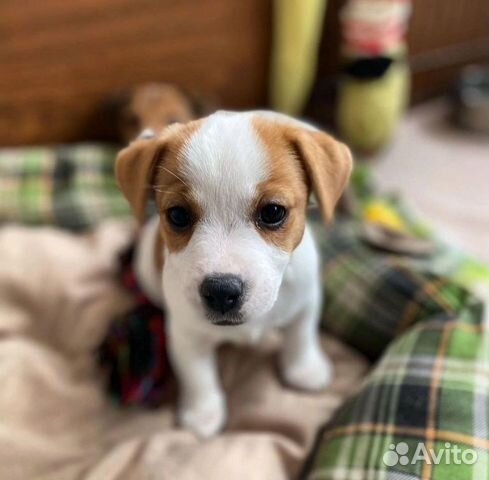 Джек Рассел терьер