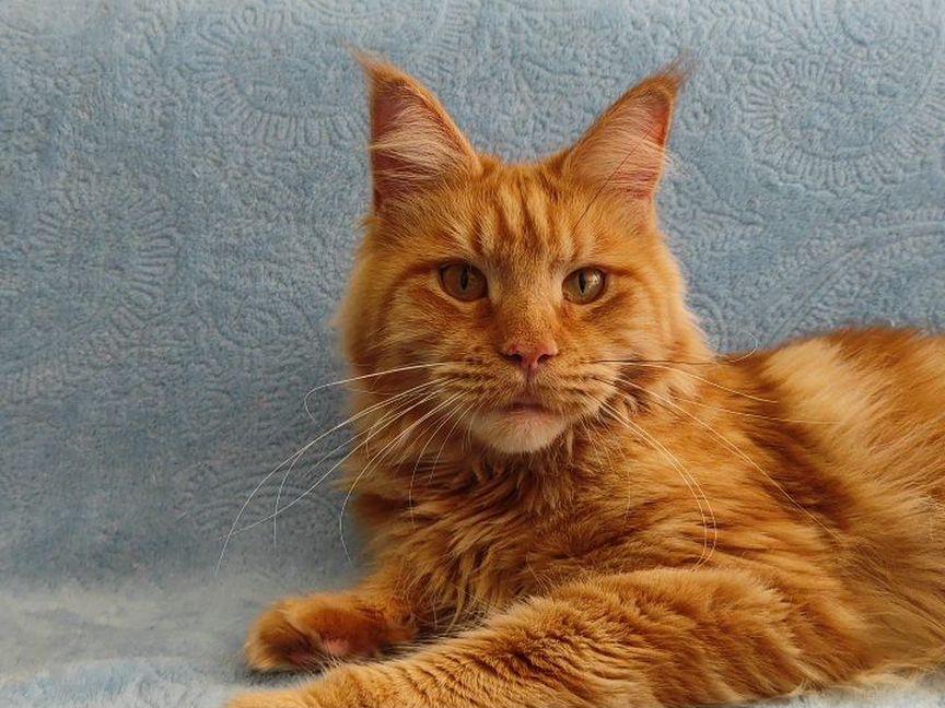 Красная солидная девочка