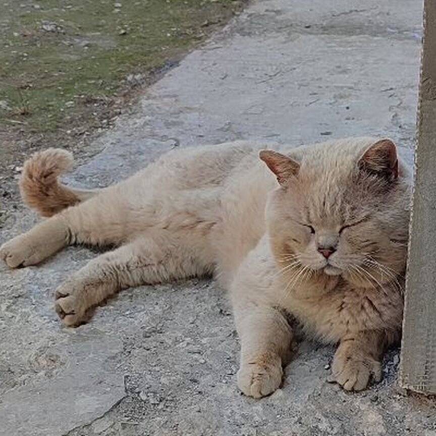 Кот ищет дом