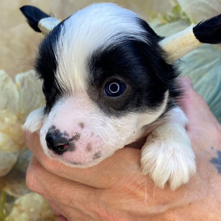 Китайская хохлатая, щенок