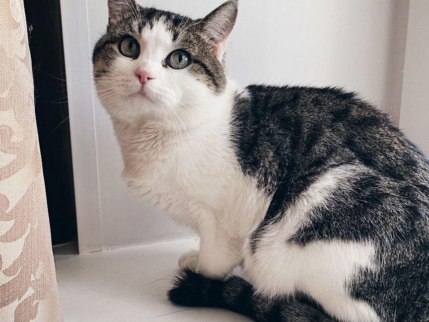 Котик в добрые руки