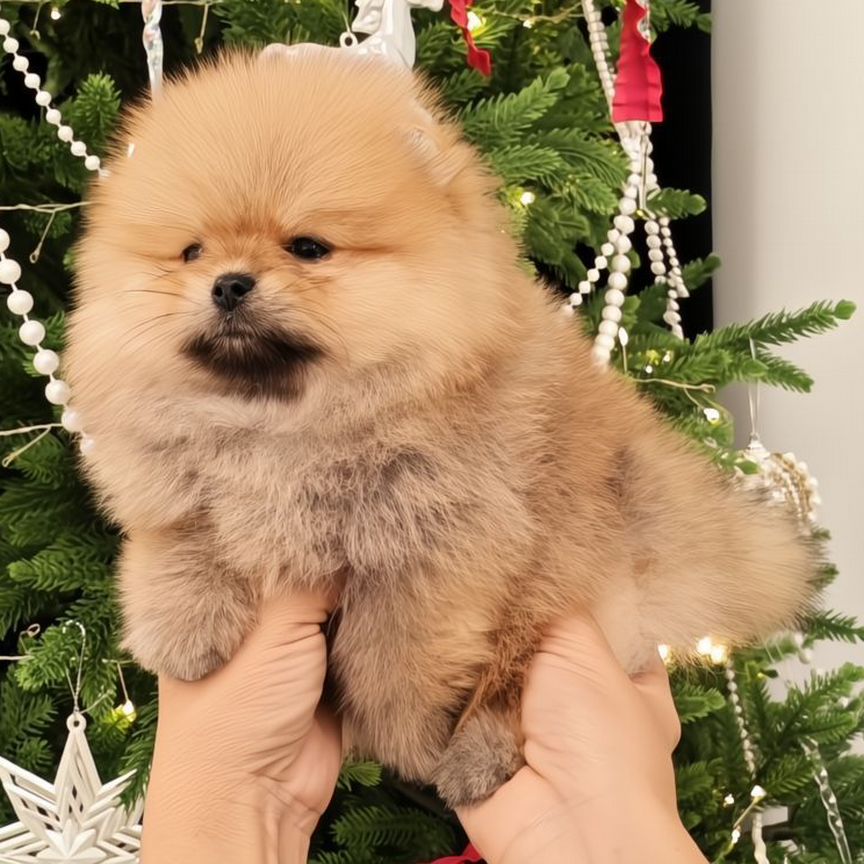 Померанский шпиц, щенок