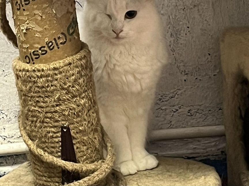 Приютская девочка