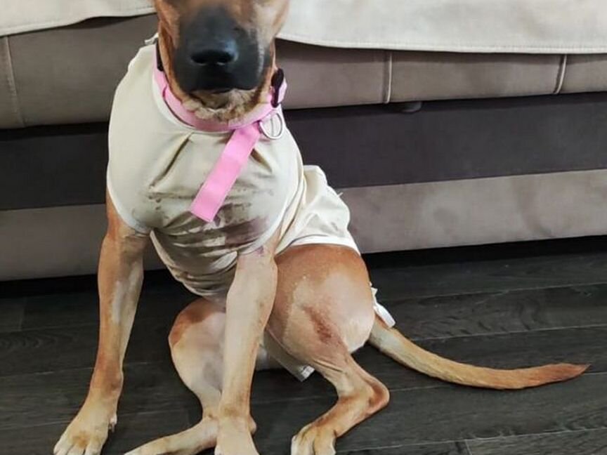 Отдам в добрые руки