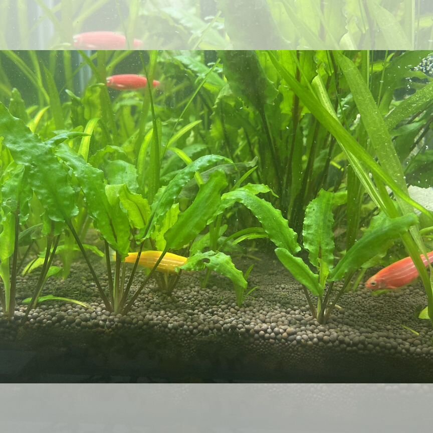 Аквариумные растения