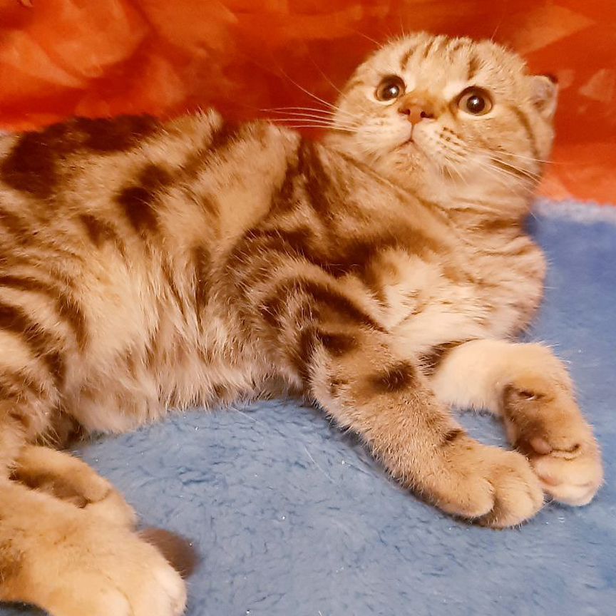 Шотландский вислоухий короткошёрстный котёнок