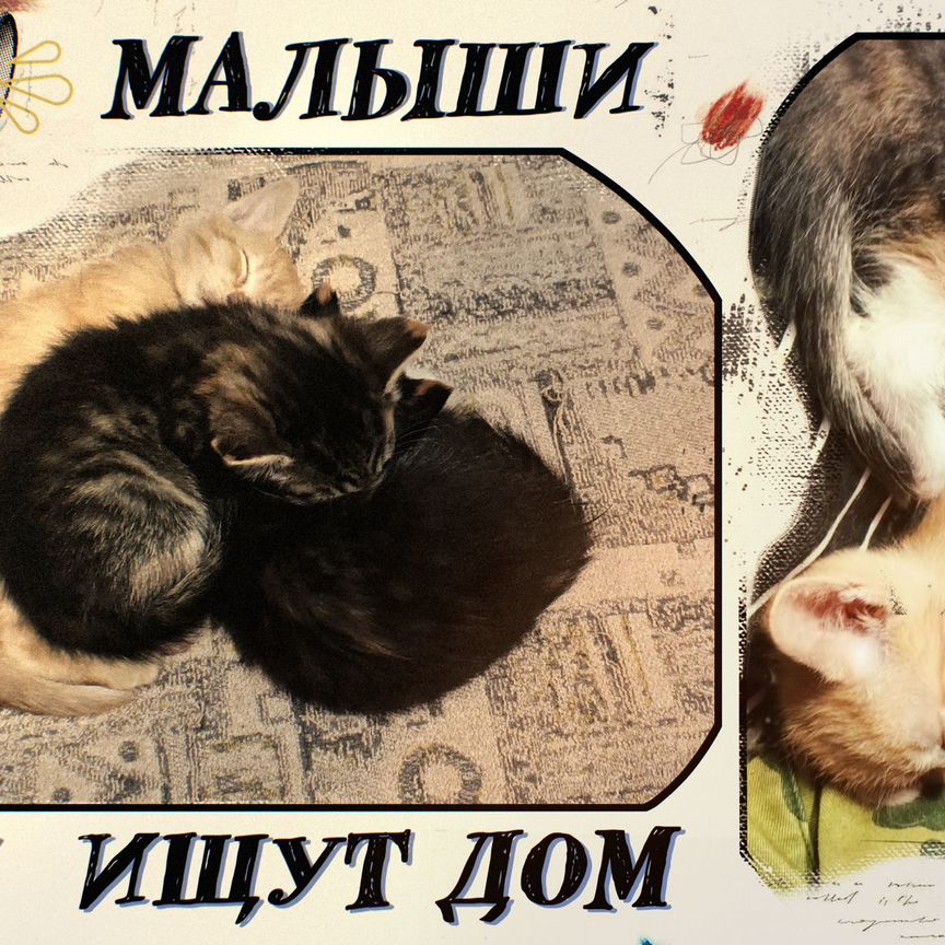 Котейки в добрые руки