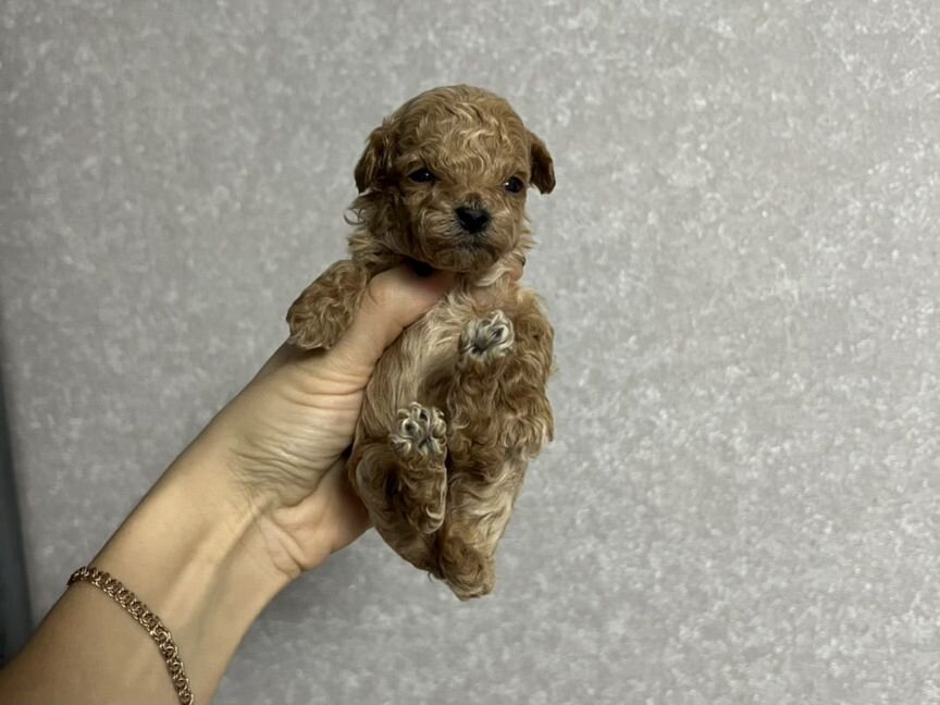 Мальтииу ф1 микро мальчик кудряшка локон Меллер