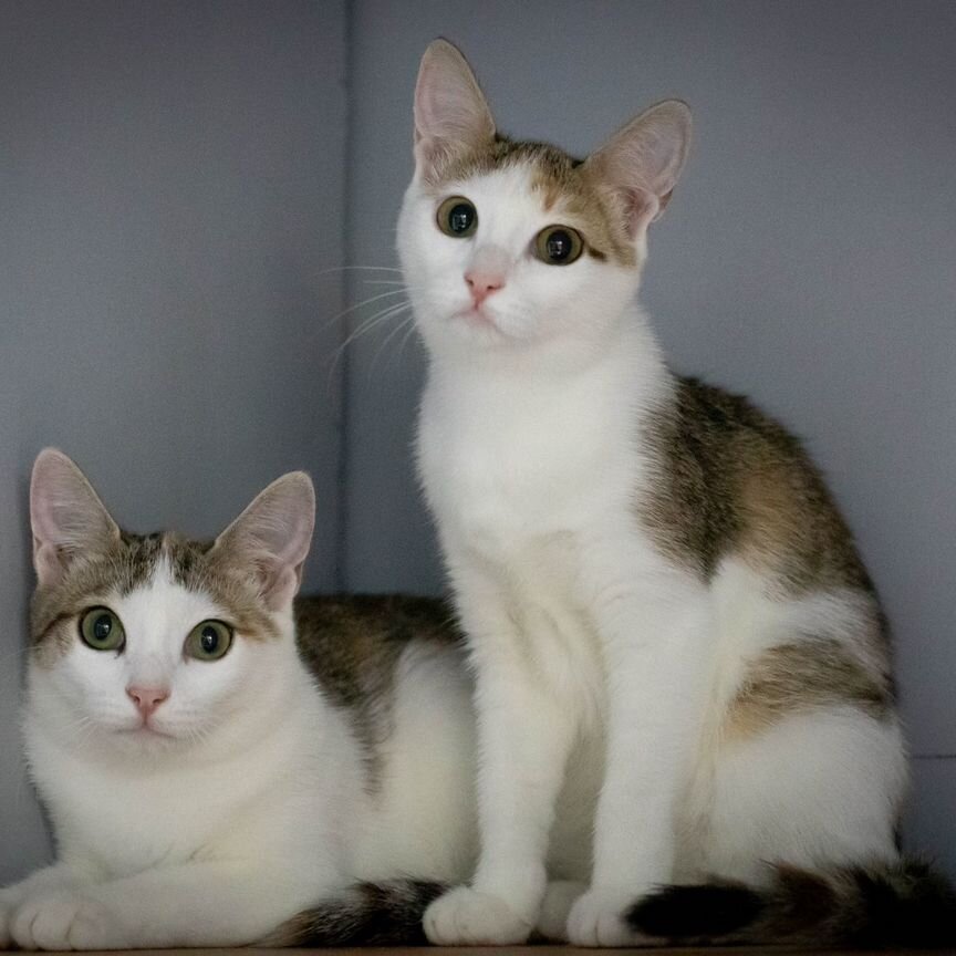 Взрослая, Девочка кошка в добрые руки