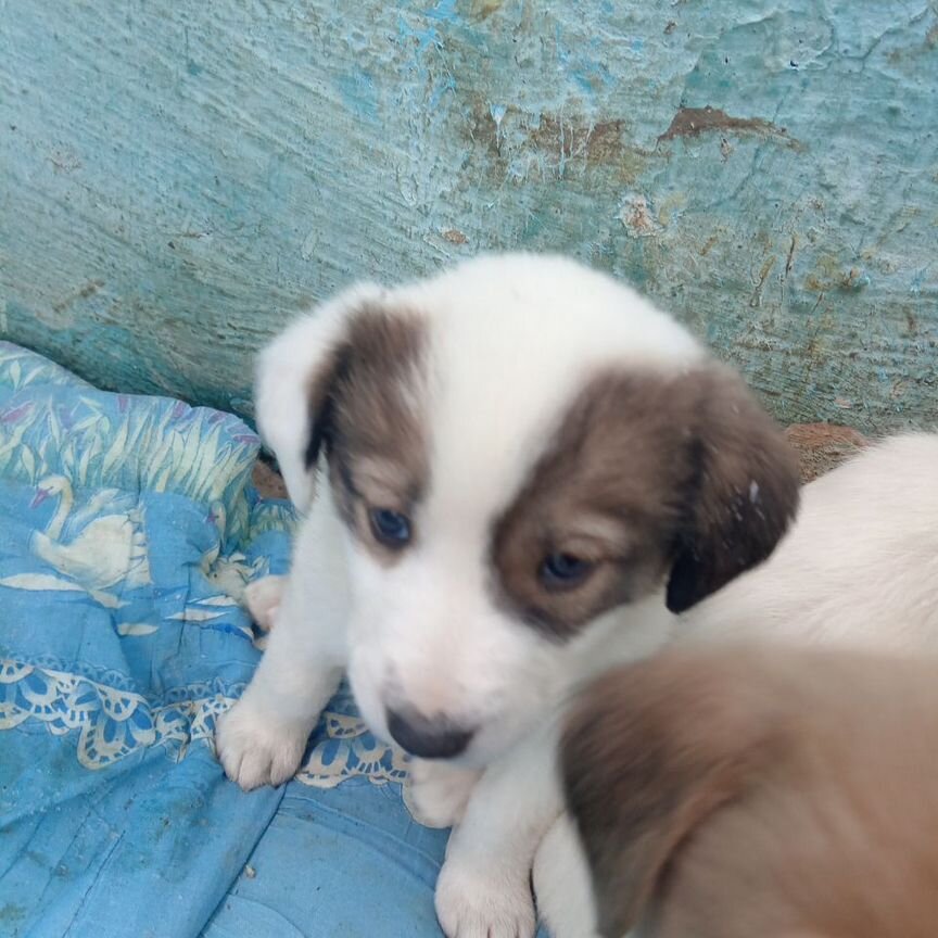 Щеночки в добрые руки