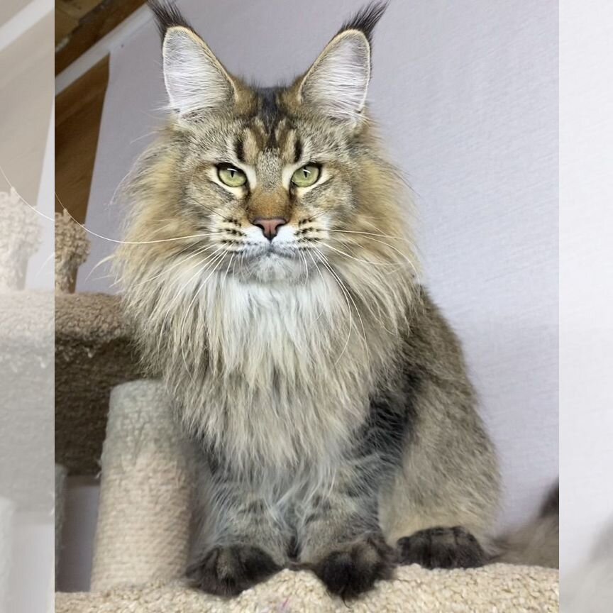 Мейн-кун котёнок