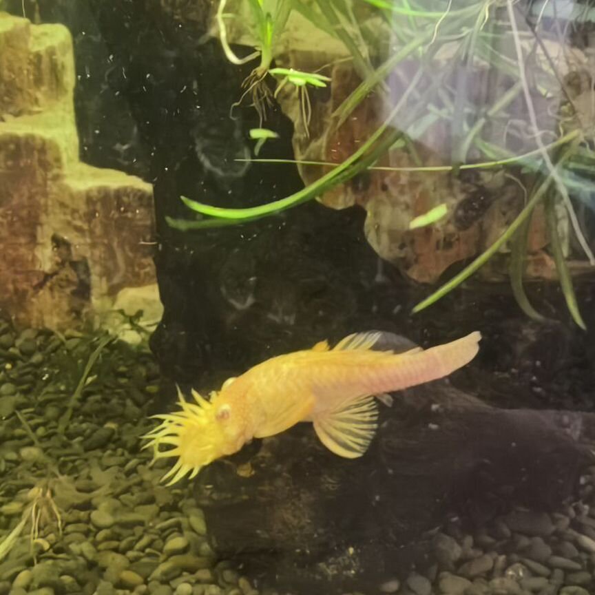 Анциструс золотой